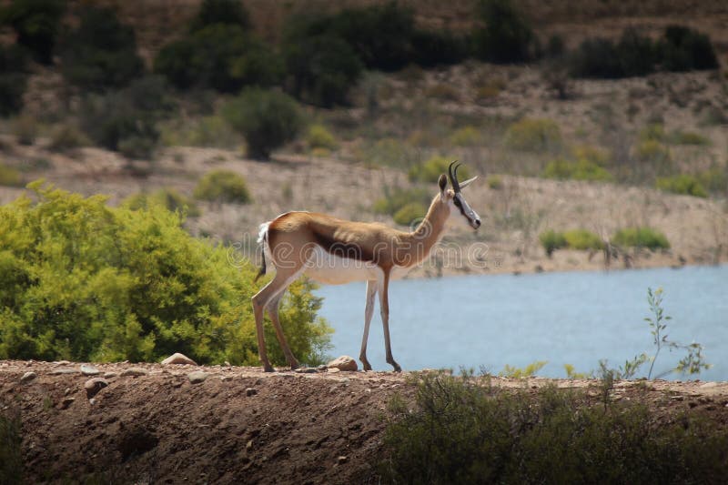 Brown Springbok Standing on the Lakeside in Spring Stock Image - Image ...