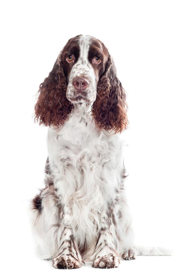 Brown Springer Spaniel Dog Portrait Stock Photo - Image of domestic ...