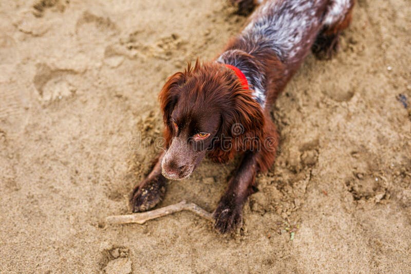 Brown Springer Spaniel Enjoying Playtime on Riverbank Stock Image ...