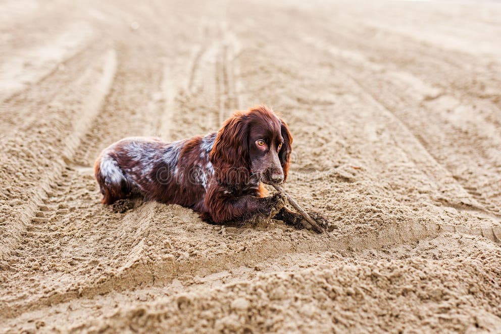 Brown Springer Spaniel Having Fun on Sandbank Stock Photo - Image of ...