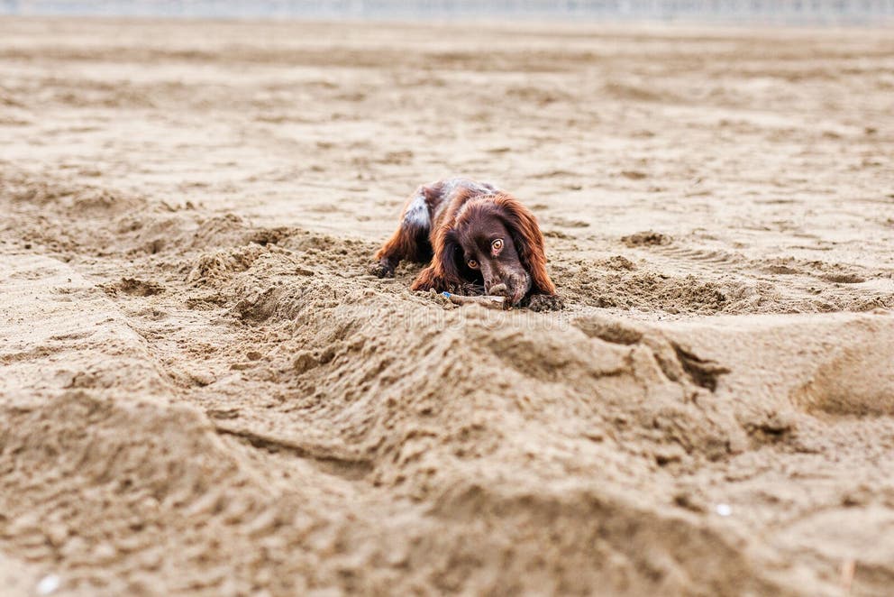 Brown Springer Spaniel Having Fun on Sandbank Stock Photo - Image of ...