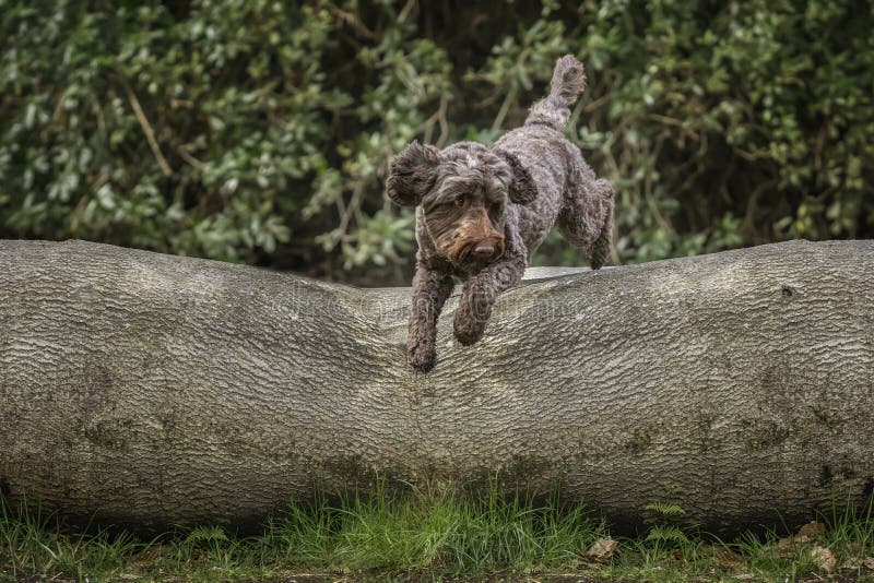 Brown Springerpoo in Virginia Water Jumping a Fallen Tree Log Stock ...