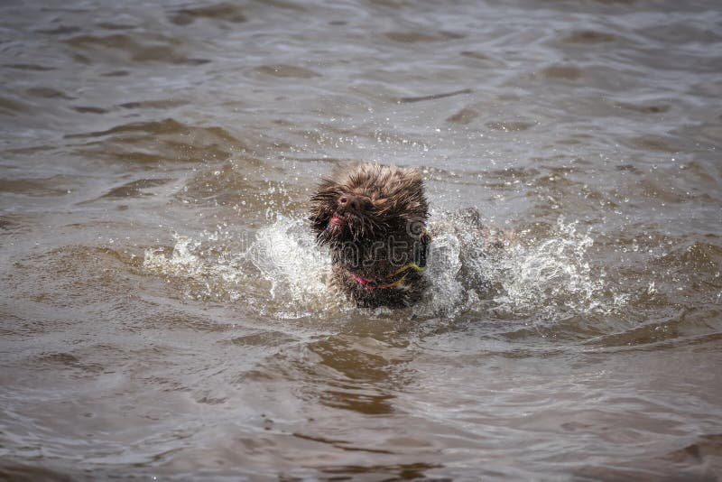 Brown Springerpoo in Virginia Water Playing in the Water Stock Photo ...
