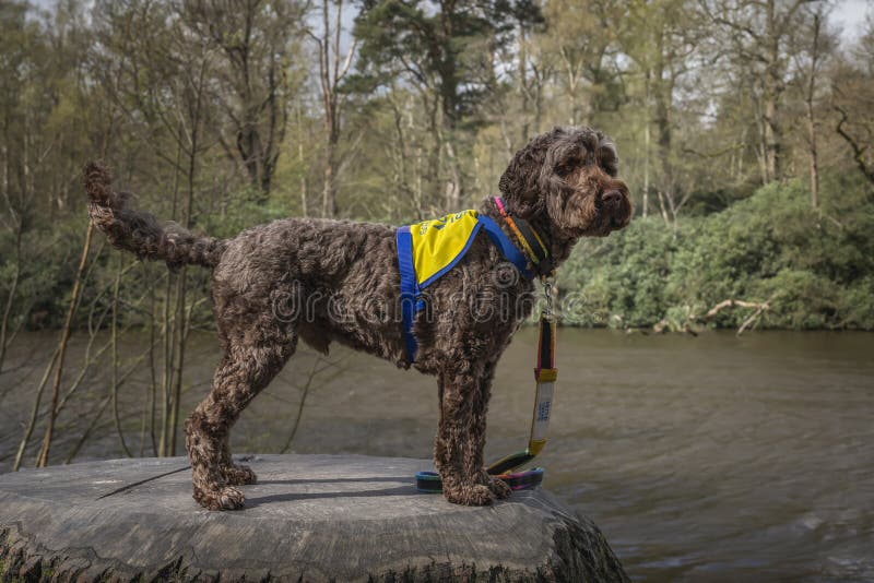 Brown Springerpoo in Virginia Water Standing on a Tree Stump Stock ...