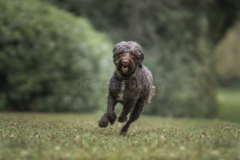 Brown Springerpoo in Virginia Water on a Fast Run by the Forest Path ...
