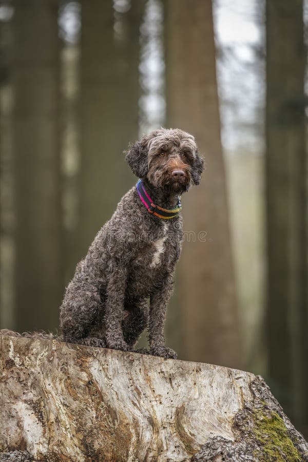 Brown Springerpoo in Virginia Water Standing on a Tree Stump Stock ...