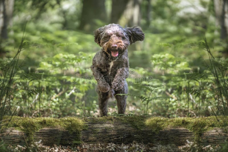 Brown Sprockapoo Dog - Springer Cocker Poodle Cross - Jumping a Fallen ...