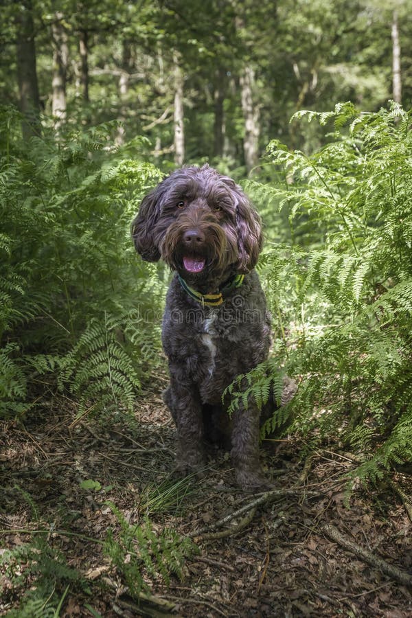 Brown Sprockapoo Dog - Springer Cocker Poodle Cross - Sitting Looking ...