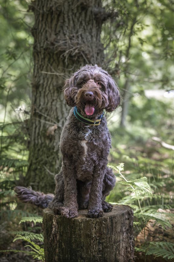 Brown Sprockapoo Dog - Springer Cocker Poodle Cross - Sitting on a Tree ...