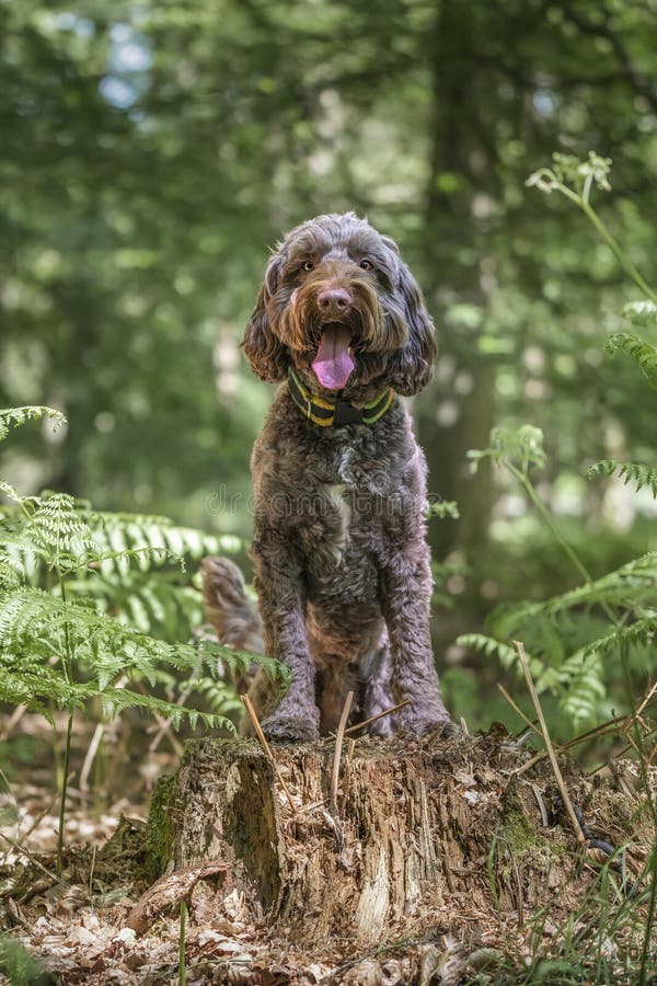 Brown Sprockapoo Dog - Springer Cocker Poodle Cross - Sitting on a Tree ...