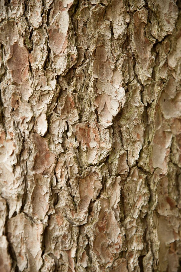 Brown spruce bark texture stock photo. Image of green - 115948088