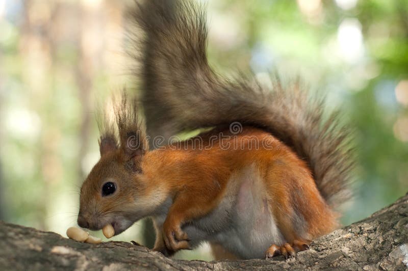 Brown squirrel stock image. Image of nature, peanuts - 11049937