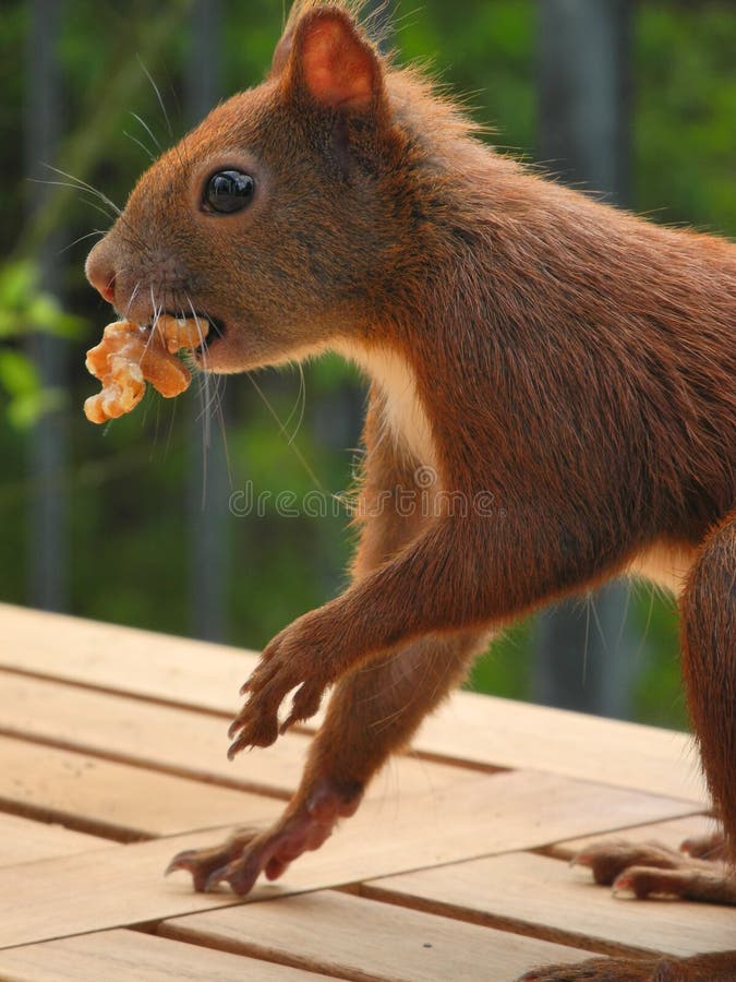 Brown Squirrel stock photo. Image of outdoors, cute, eating - 84959026