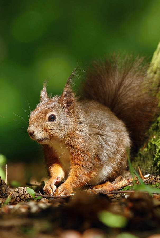 Brown squirrel stock photo. Image of nature, mammal, rodent - 17744188
