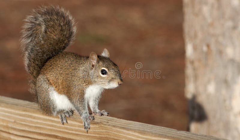 Brown Squirrel in Classic Squirrel Pose Stock Photo - Image of furry ...