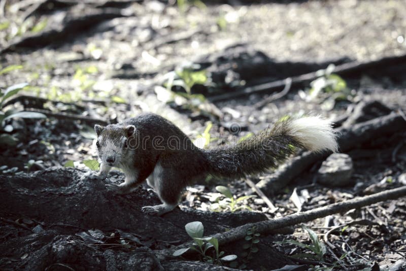Brown Squirrel Climbing an Tree Root in Park Wild Life Animal in Nature ...