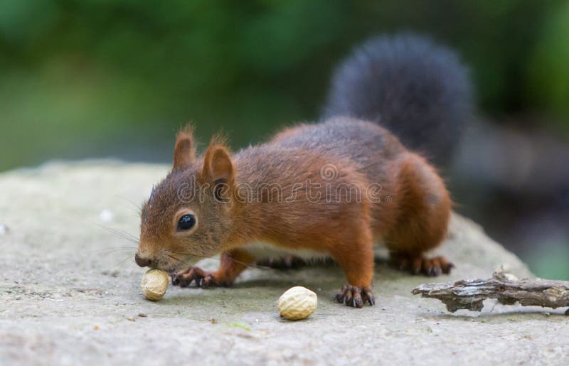 Brown Squirrel Eating Nuts on Tree Stock Image - Image of rodent ...