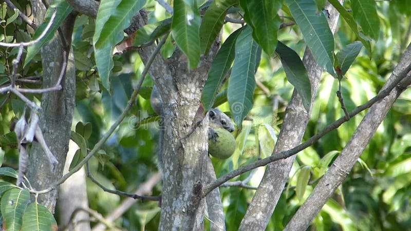 Brown Squirrel Eats a Mango on the Tree Stock Footage - Video of ...