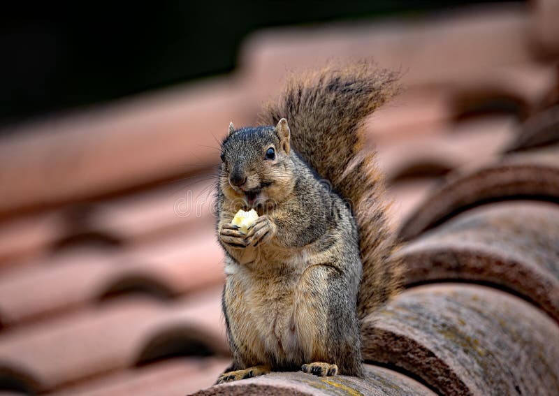 Brown Squirrel is Happy To Eat the Apple Stock Photo - Image of wild ...