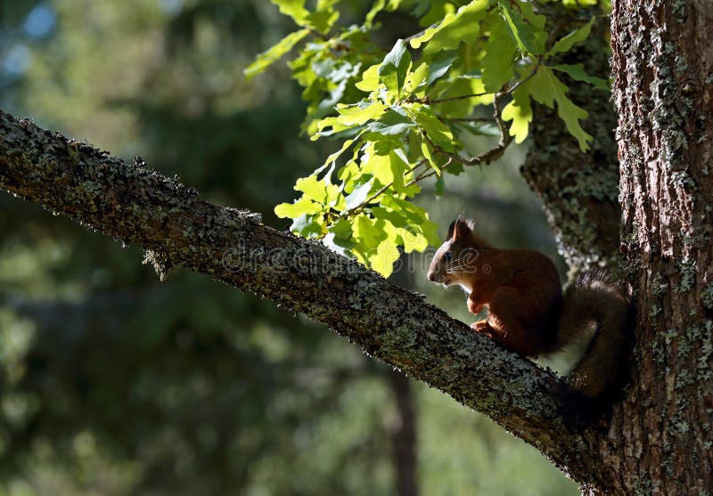 A Brown Squirrel Looking for Acorns in an Oak Tree Stock Image - Image ...