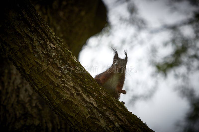 Brown Squirrel Looking Down from a Tree Stock Image - Image of grass ...