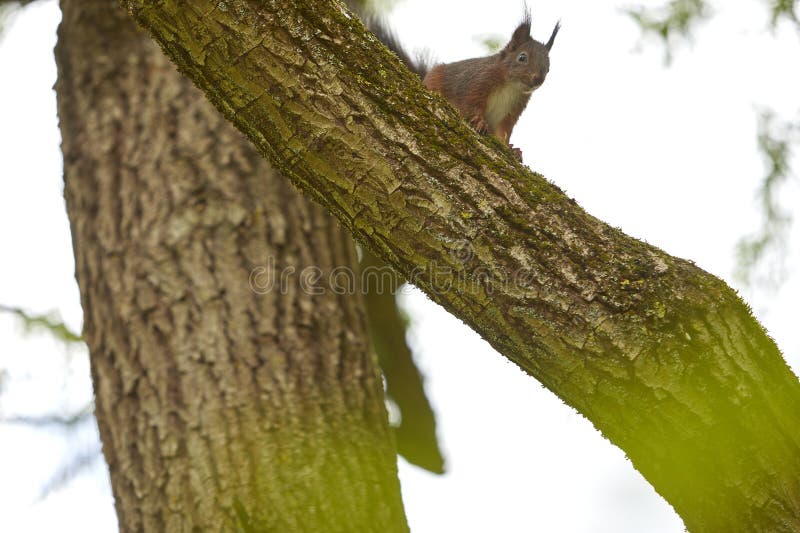 Brown Squirrel Looking Down from a Tree Stock Image - Image of nature ...
