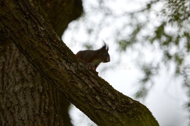 Brown Squirrel Looking Down from a Tree Stock Image - Image of adorable ...
