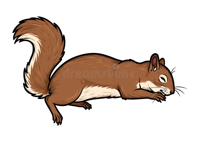 Dead squirrel clip art stock vector. Illustration of sketch - 363812022