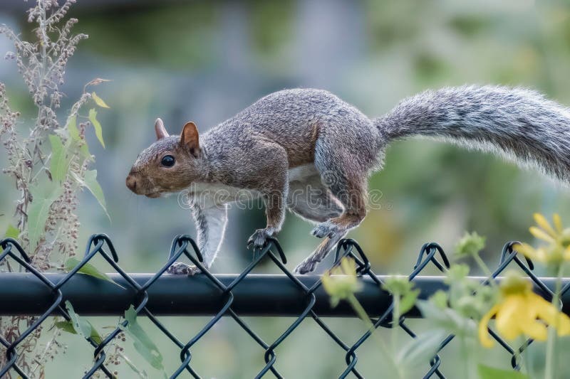 Brown Squirrel Perching on Fence Stock Image - Image of small ...