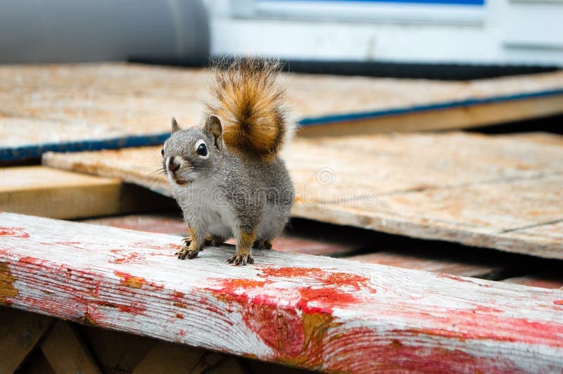 Brown squirrel. Side view. stock image. Image of people - 72954299