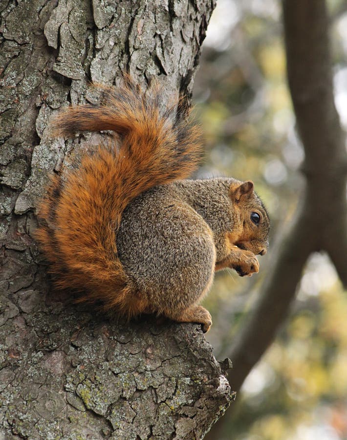 Brown Squirrel Sitting in an Oak Tree Stock Image - Image of leaves ...