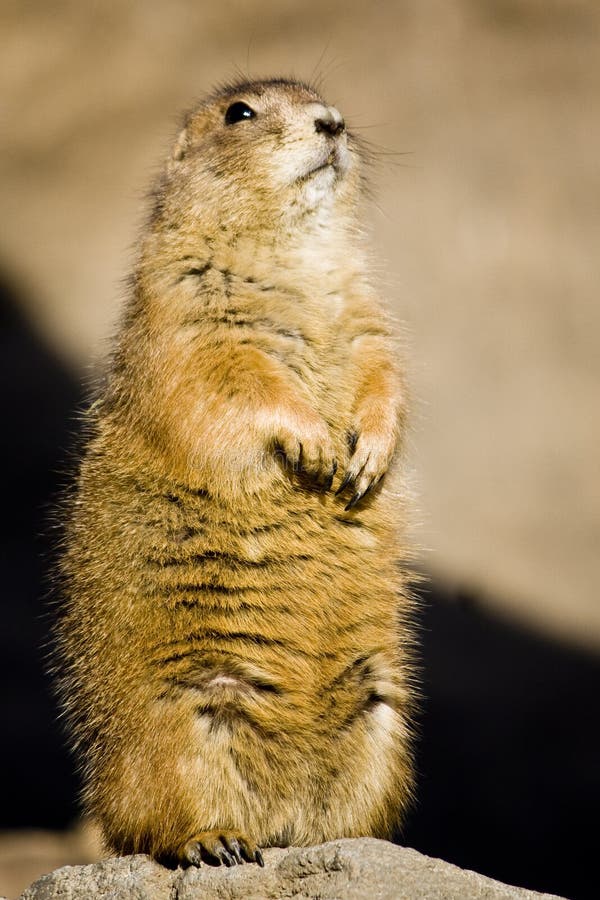Brown Squirrel Standing on Two Feet on a Rock Stock Photo - Image of ...