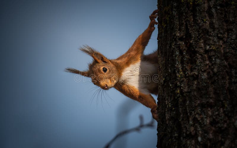 Brown Squirrel on a Tree Looking Around Stock Image - Image of hide ...