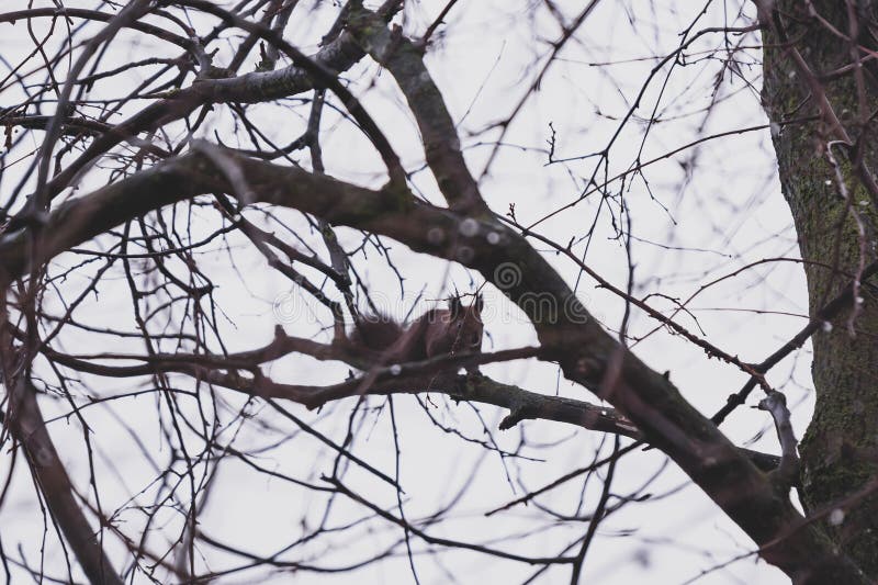 A Brown Squirrel in the Tree during Spring Season. Sciurus Vulgaris in ...