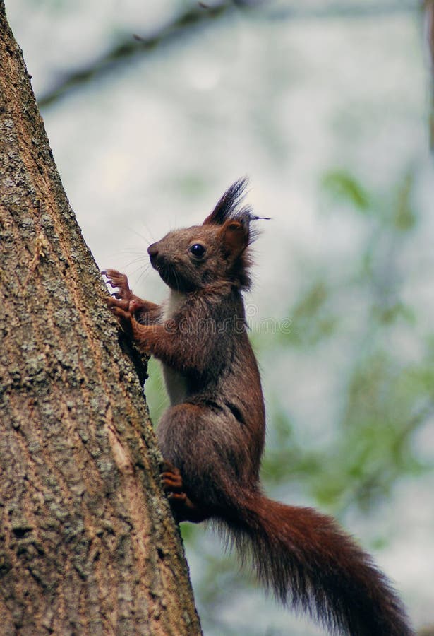 A Brown Squirrel in the Tree during Spring Time Stock Photo - Image of ...
