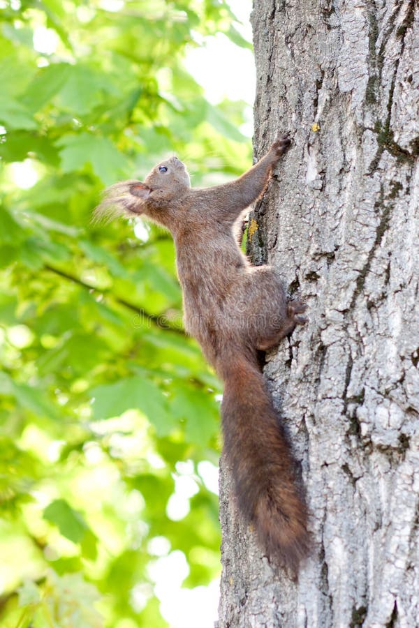 Brown Squirrel Climbing a Tree, Austria Stock Photo - Image of bushy ...