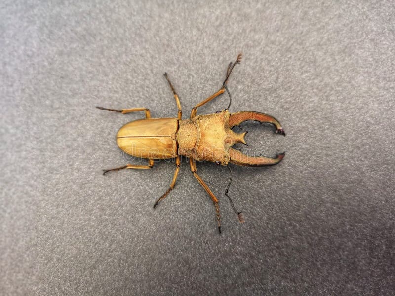 Brown Stag Beetle in Top View Stock Image - Image of brown, view: 186846265