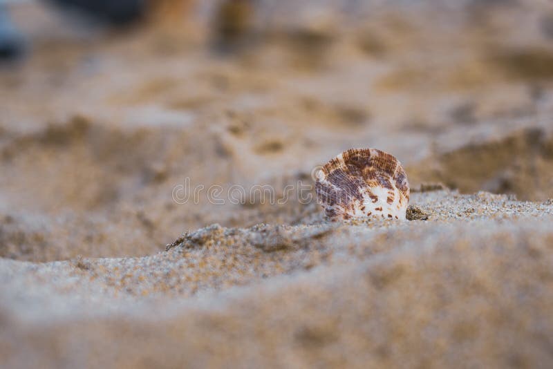 A Brown-stained Shell Hidden in the Sand on the Beach. the Concept of ...
