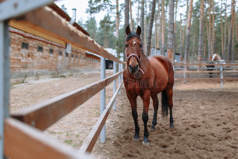 A Brown Stallion in a Stall, Looking Forward Stock Image - Image of ...
