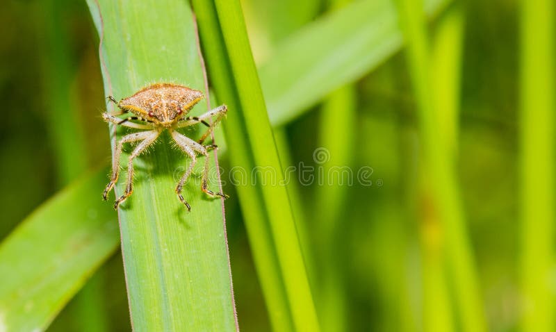 Brown Stick Bug Standing on Hind Legs Stock Image - Image of stance ...