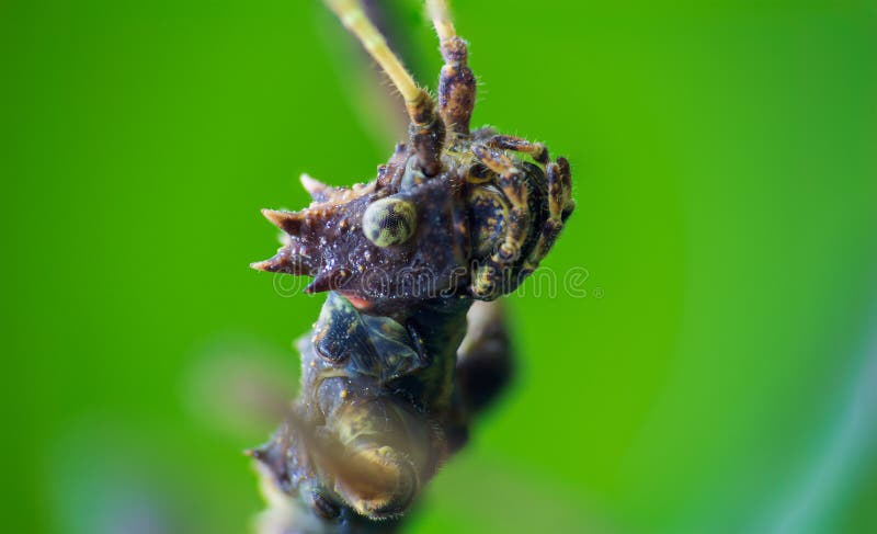 Brown Stick Bug, Walking Insect, Phasmatodea Macro Photo of Animal Head ...