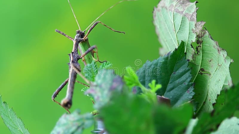 Brown Stick Bug, Walking Insect, Phasmatodea Macro from Side with ...