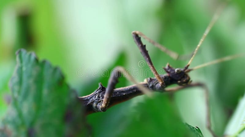 Brown Stick Bug, Walking Insect, Phasmatodea Macro from Side with ...