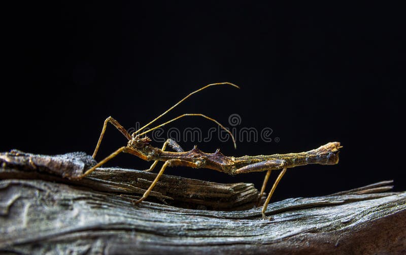 Brown Stick Bug, Walking Insect, Phasmatodea Standing on Wood with ...