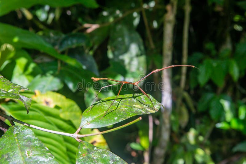 Brown Stick Insect Masking on the Leaf of a Bush at the Tropical Forest ...