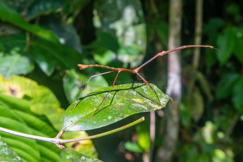 Brown Stick Insect Sitting on the Leaf of a Bush at the Tropical Forest ...