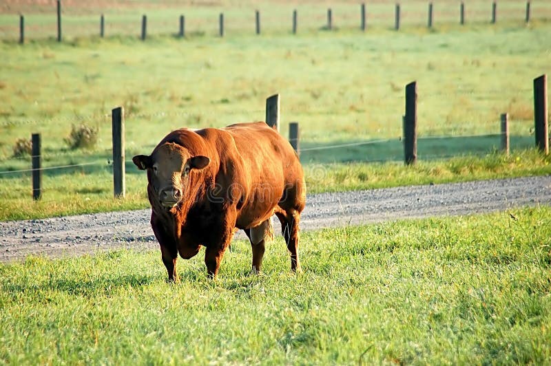 Brown-Stier stockfoto. Bild von bauernhof, tier, bewirtschaften - 13118012