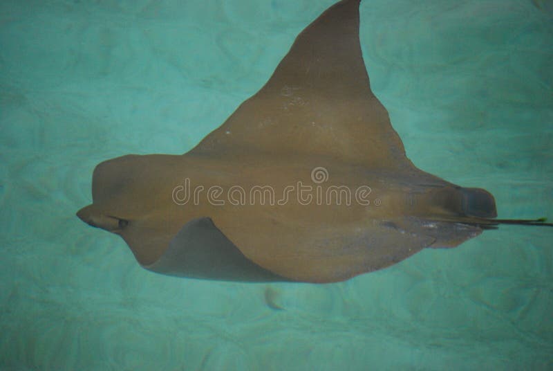 Brown Stingray Swimming in the Water Stock Image - Image of fishing ...
