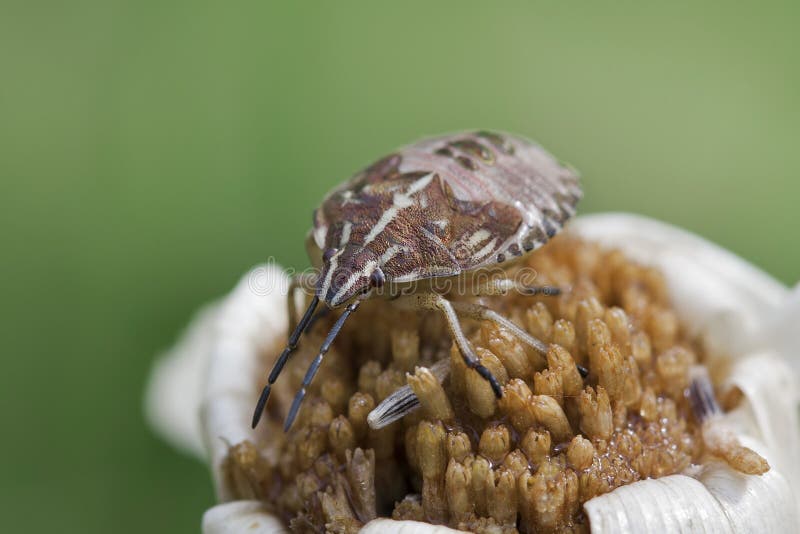 Brown Stink bug stock photo. Image of beetle, beauty - 35942564