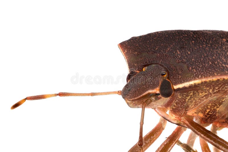 Brown Stink Bug stock image. Image of smell, unpleasant - 203198345
